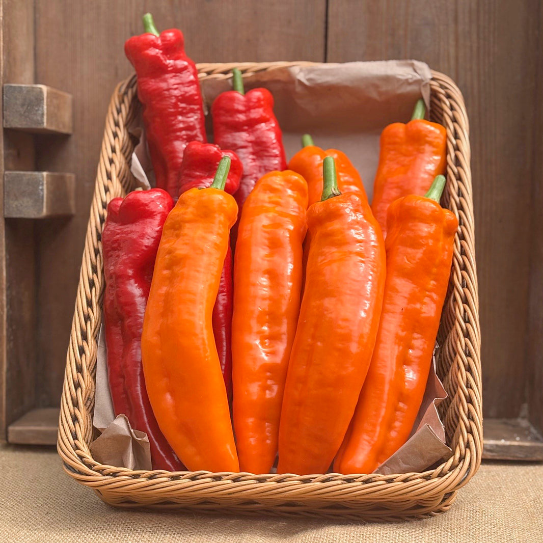 About Isle of Wight Tomatoes – Fluffetts Home